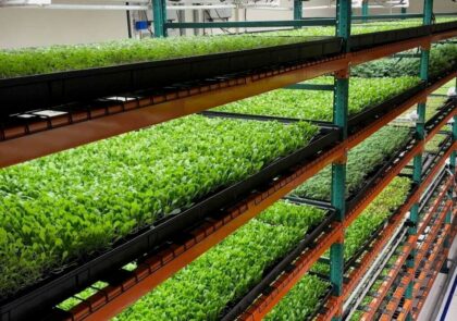 Vertical farm ‘Beanstalk’ opens in the Town of Herndon | FFXnow