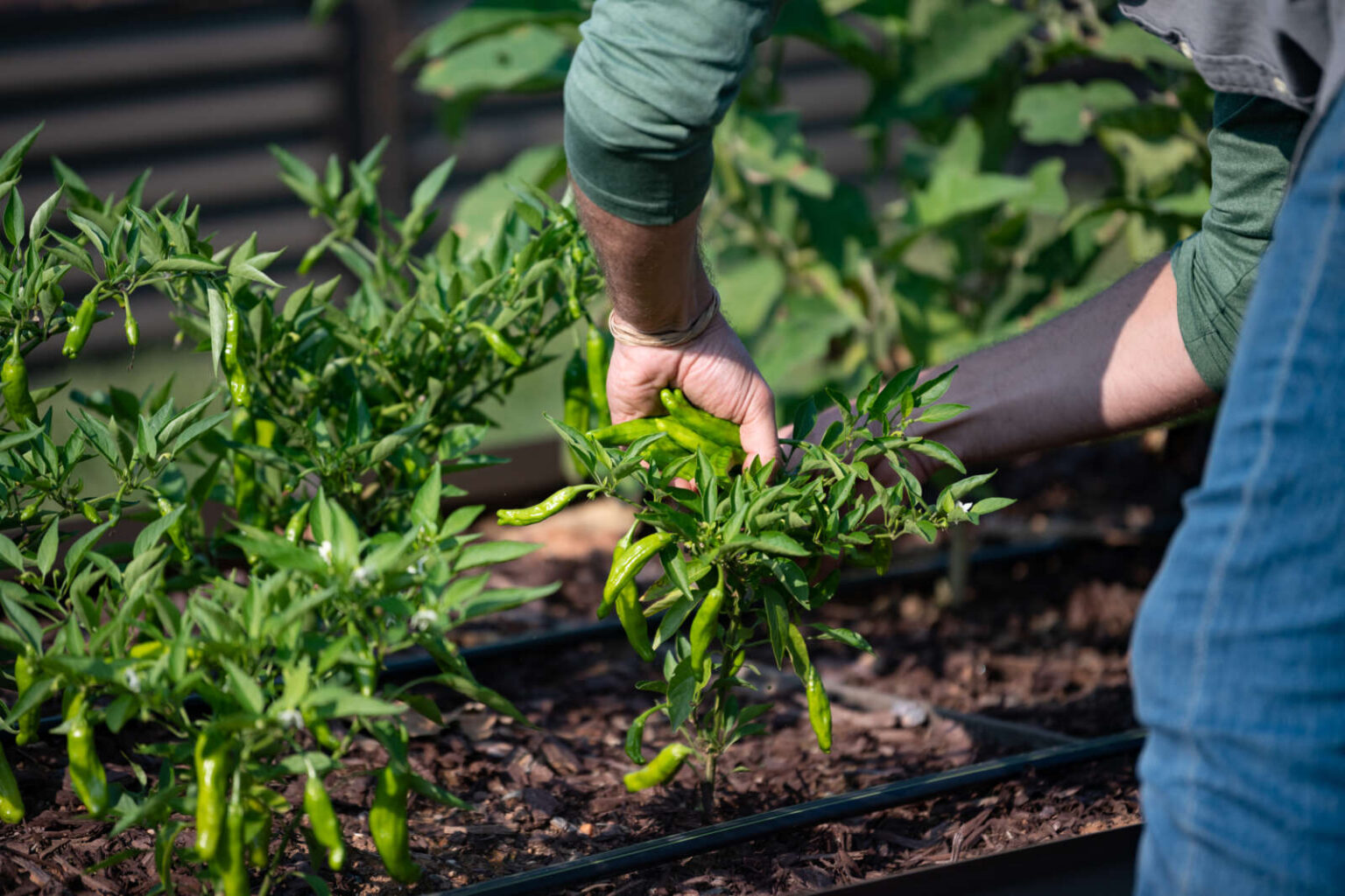 Reston’s Halley Rise development to feature new urban farm, fall ...