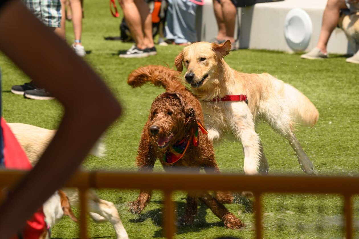 Dogs plot June takeover with events at Tysons Corner Center, The Boro ...