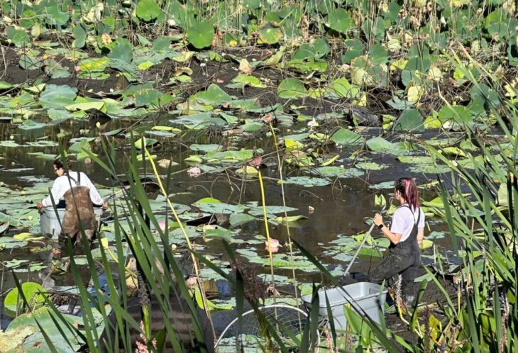 Turtles rescued as construction begins at Reston’s former Fannie Mae ...