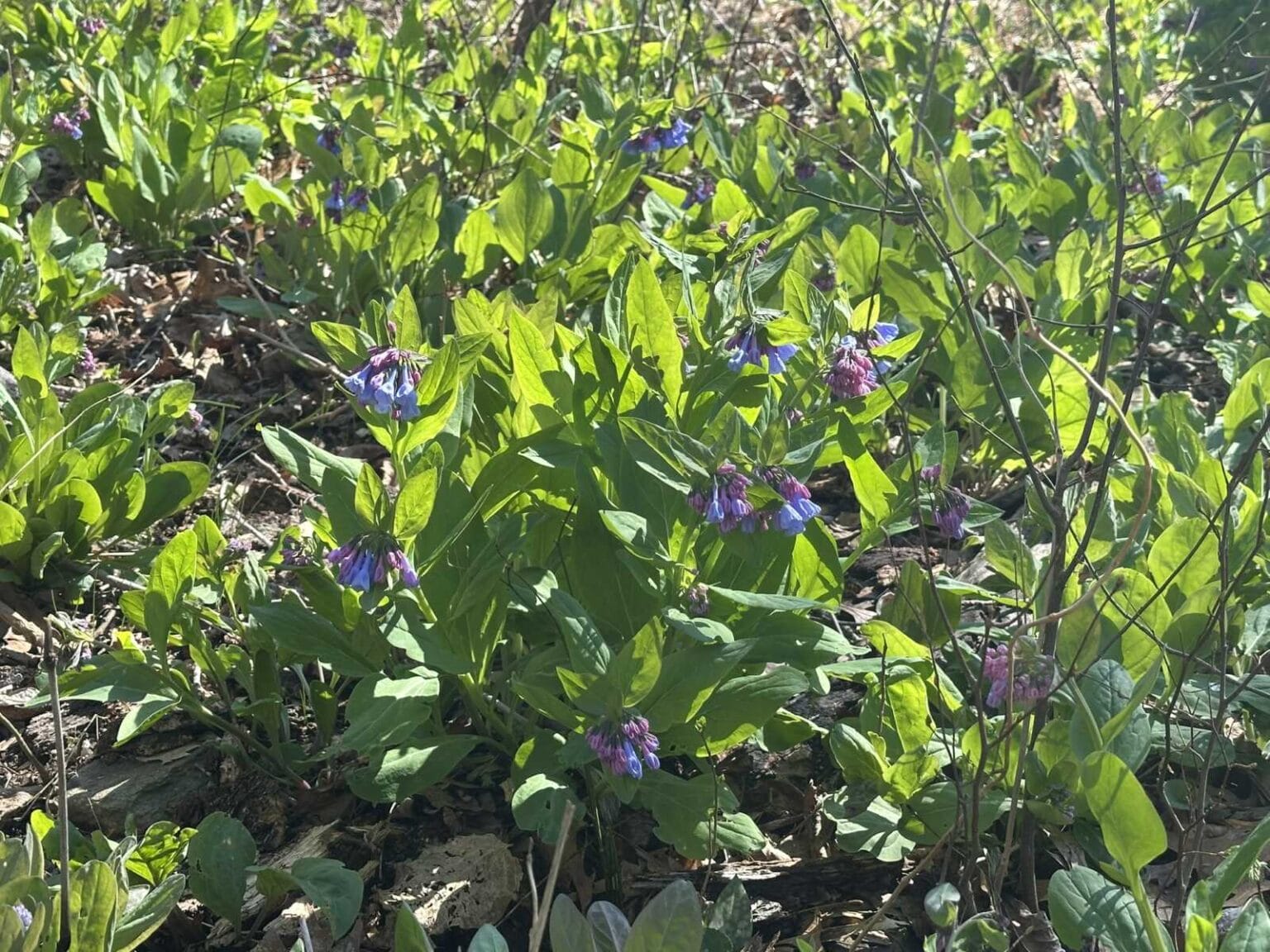 Annual bluebells celebration to take over Riverbend Park in Great Falls ...