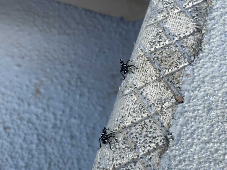 Fairfax County calls for preemptive strikes against emerging spotted ...