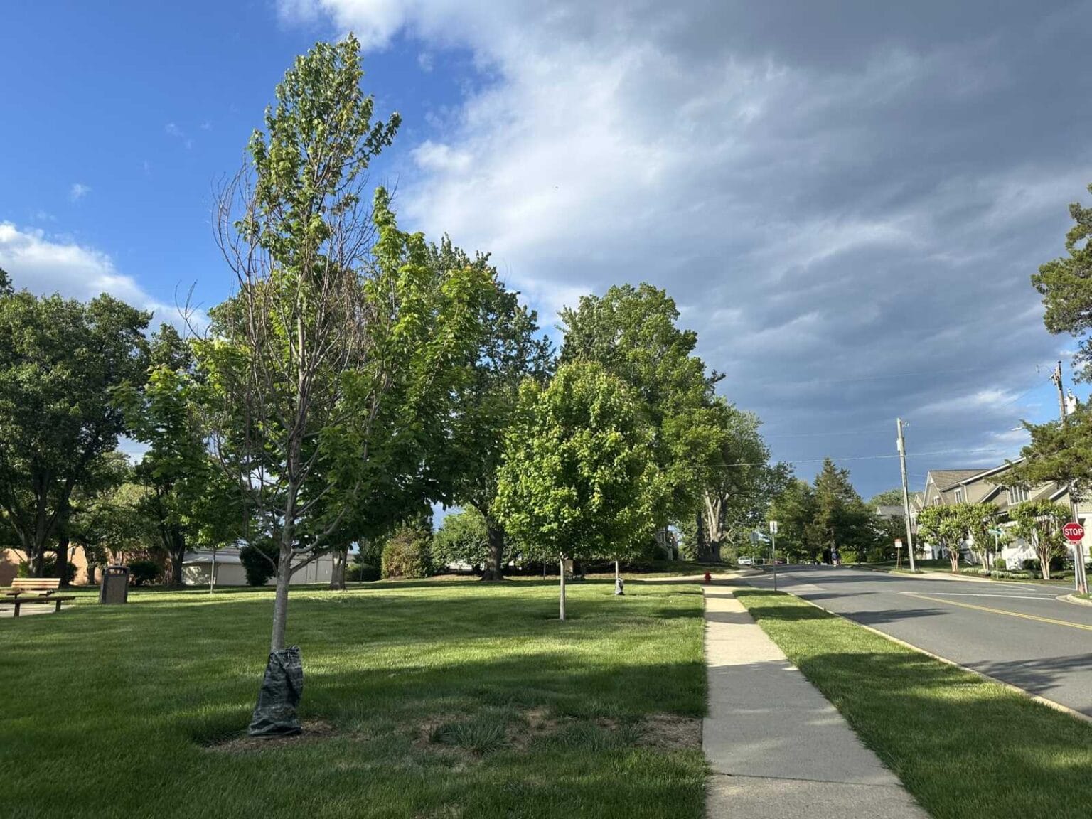 Vienna considers whether to stop letting property owners veto public ...
